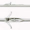 Racing shell - MAAS - single scull